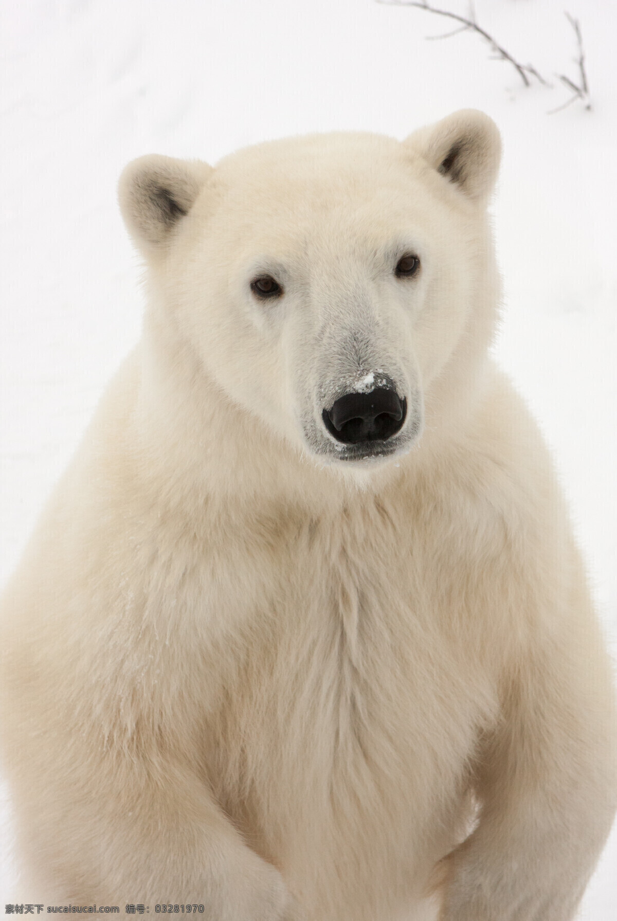 北极熊素材图片下载-素材编号03281970-素材天下图库