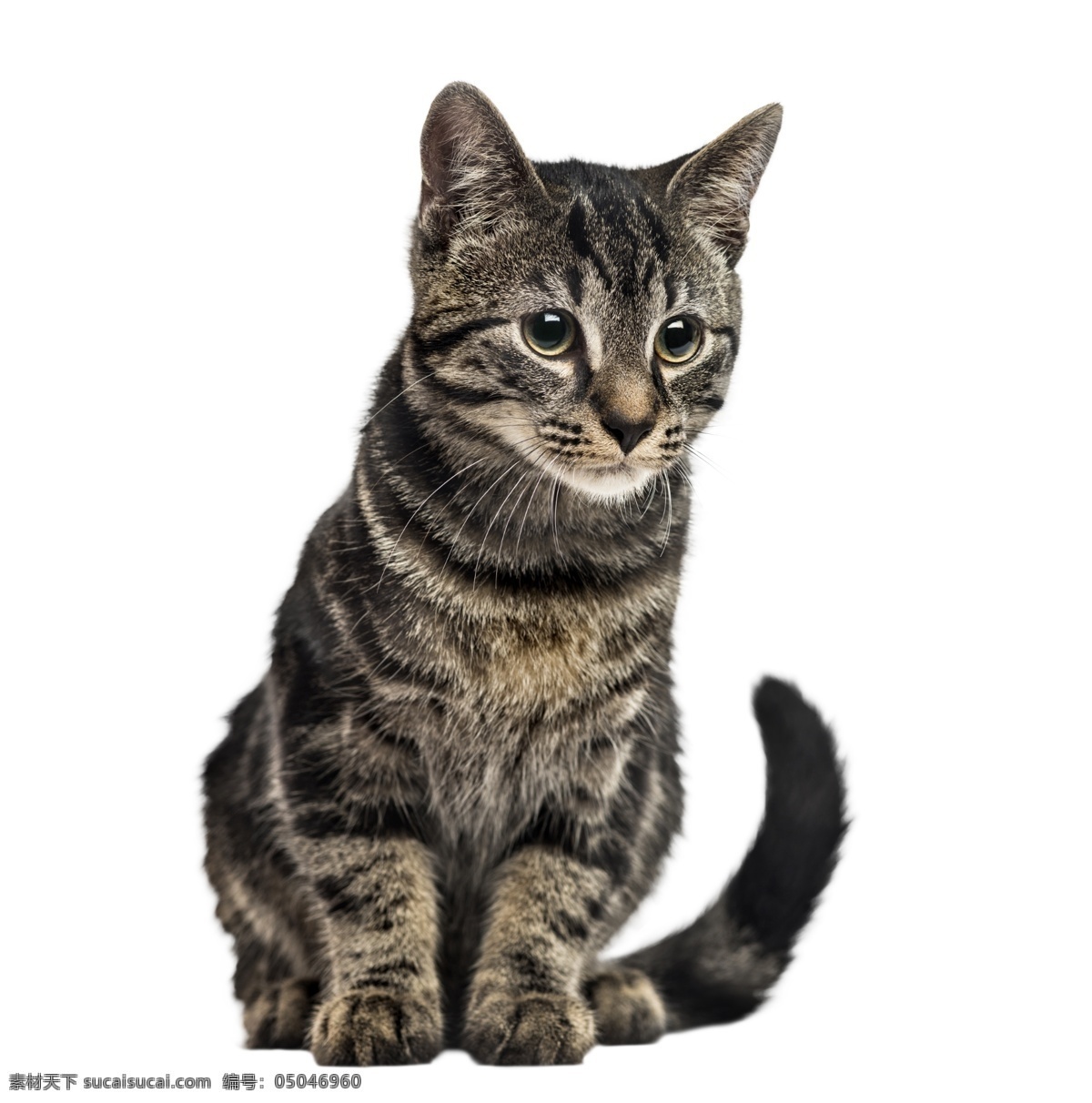 狸花猫素材图片下载-素材编号05046960-素材天下图库
