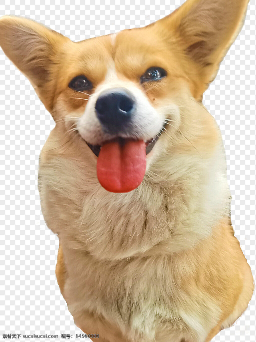 爱笑的柯基素材图片下载-素材编号14568000-素材天下图库